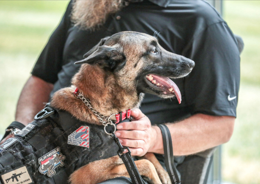 P&V: Dog Training Basics for Beginners – NVMM Intranet